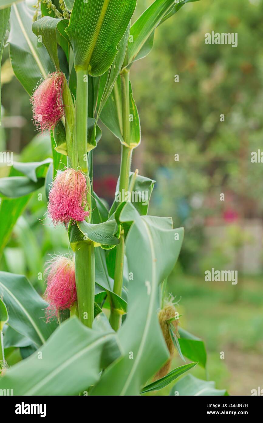 Female flower of sweet corn just like the colors beard of man. Growing ...