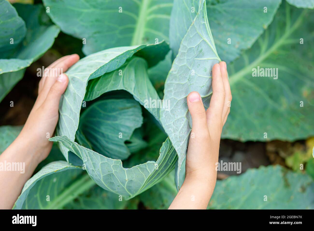 Juicy green cabbage close-up. Female hands harvesting cabbage. Cabbage ...