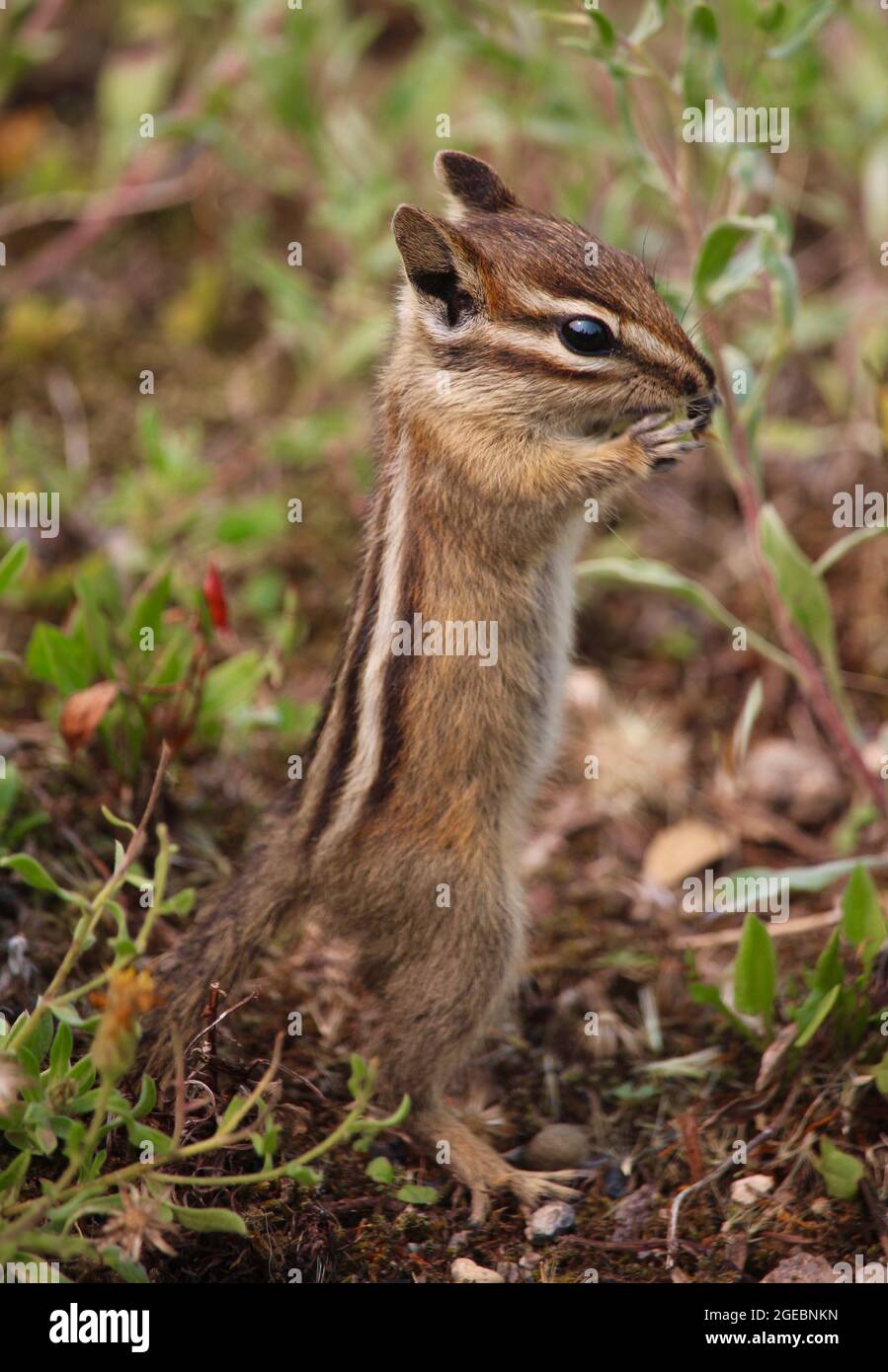 A young chipmunk smells and eats small flowers Stock Photo - Alamy