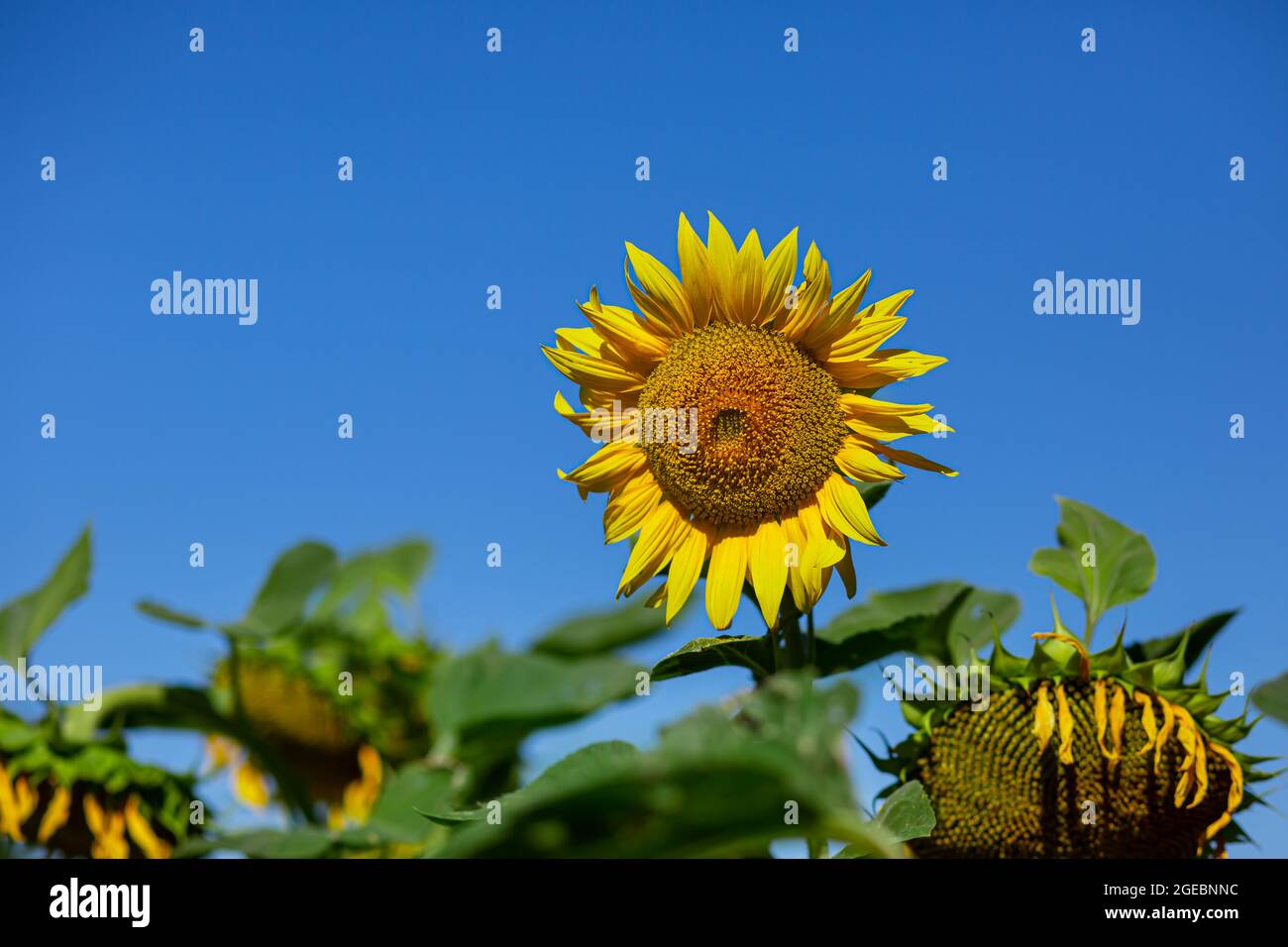 Large sunflower in a field sways in the wind. Beautiful fields with ...