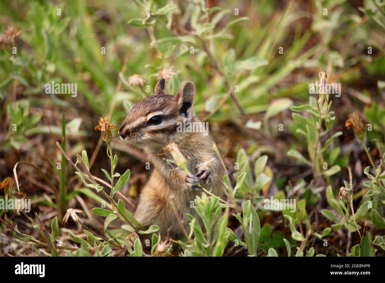 A young chipmunk smells and eats small flowers Stock Photo - Alamy