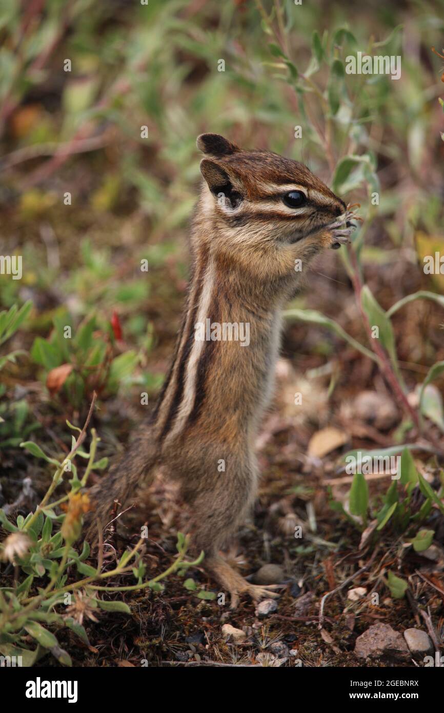 A young chipmunk smells and eats small flowers Stock Photo - Alamy