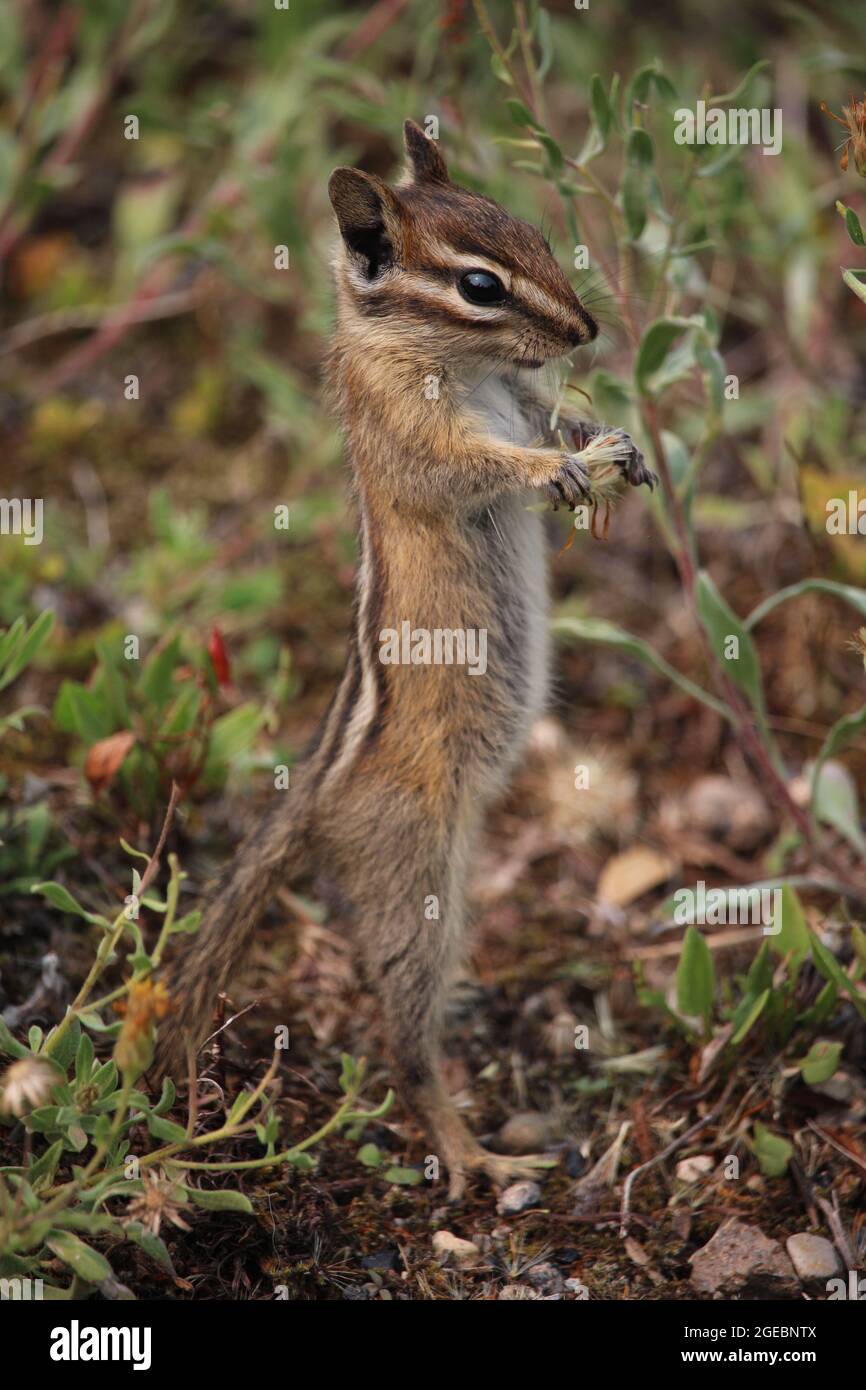 Chipmunk young hi-res stock photography and images - Alamy