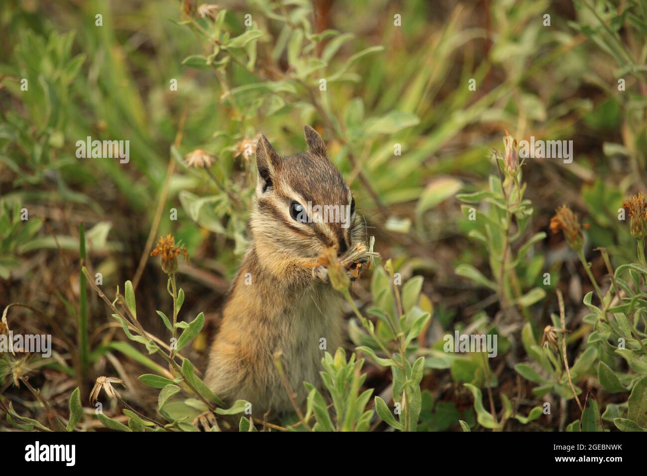 A young chipmunk smells and eats small flowers Stock Photo - Alamy