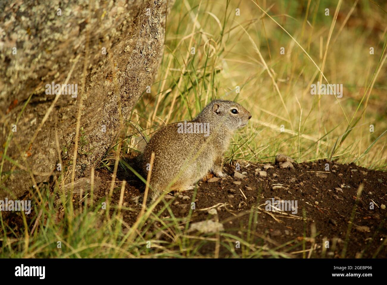 Full body squirrel hi-res stock photography and images - Alamy