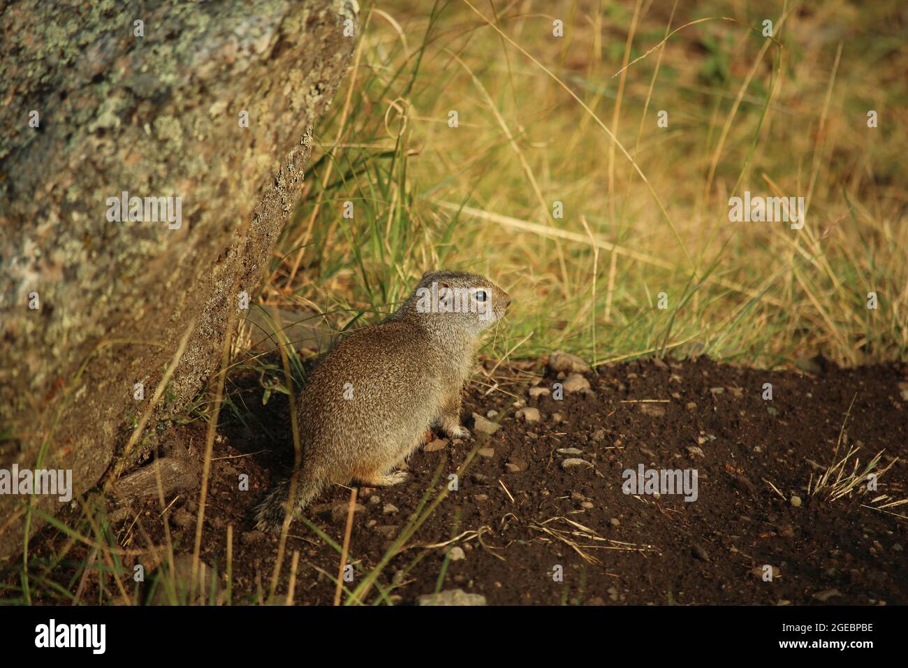 Full body squirrel hi-res stock photography and images - Alamy