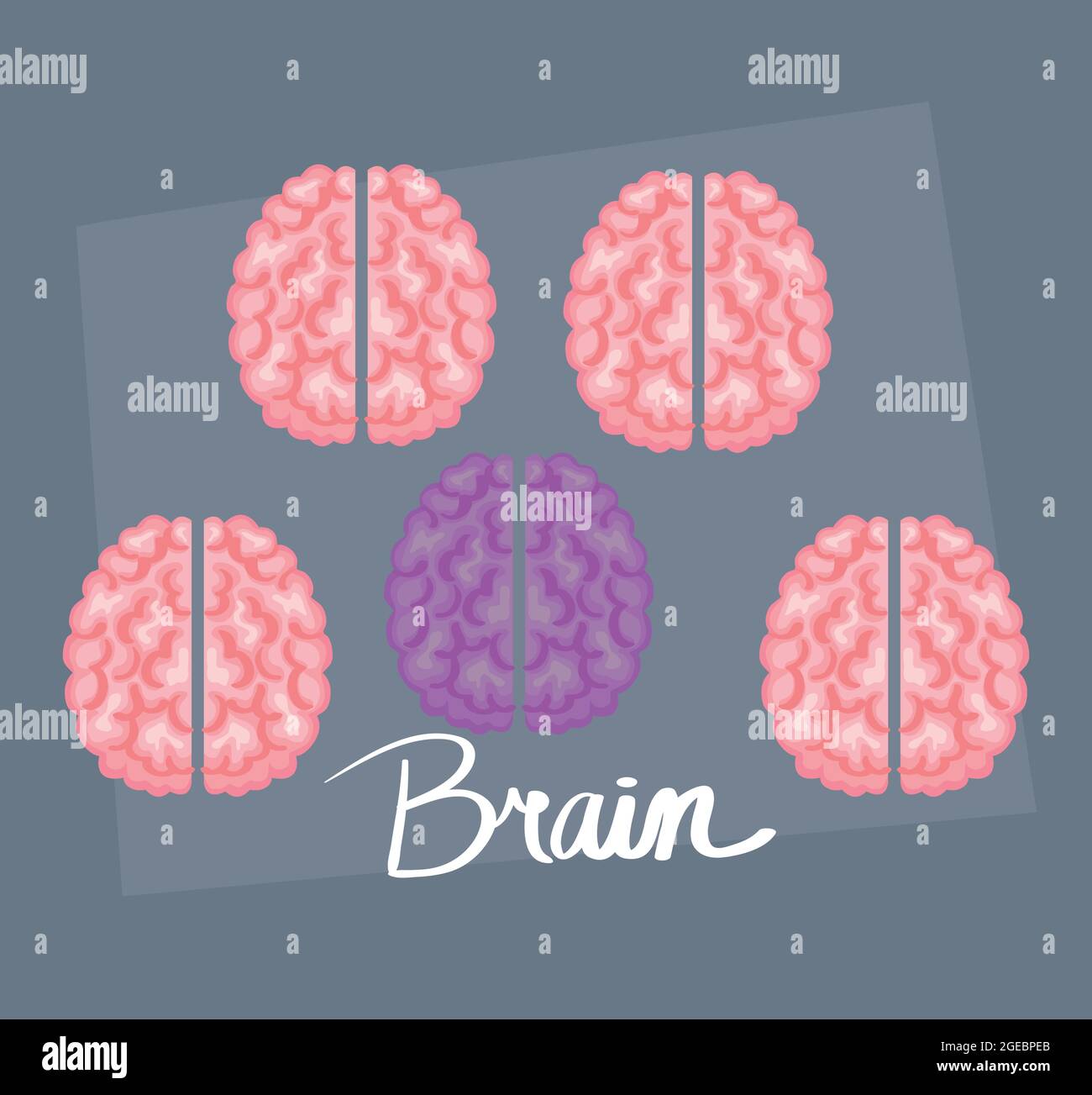 Individual organs Stock Vector Images - Alamy