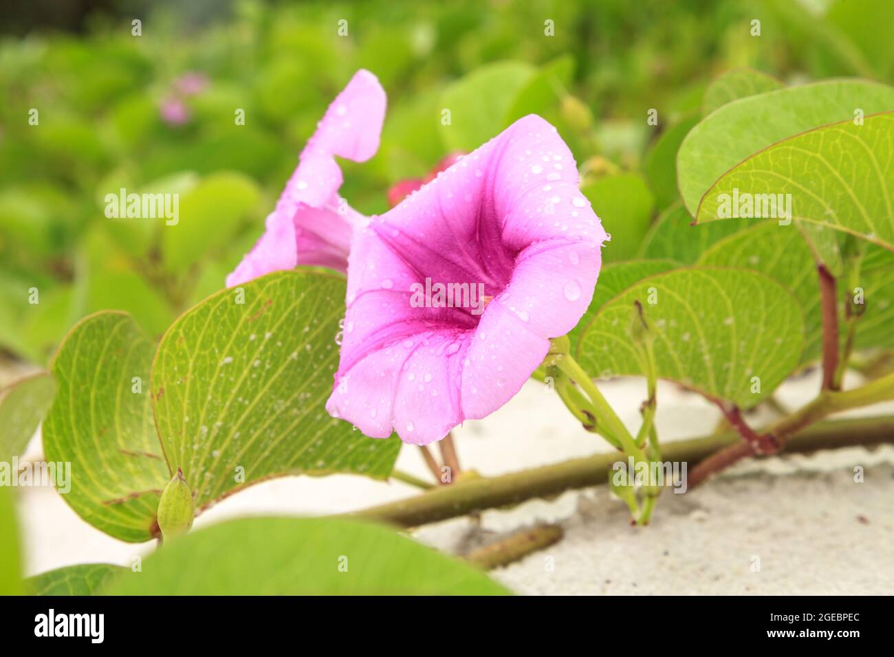 Railroad vine ipomoea pes hi-res stock photography and images - Alamy