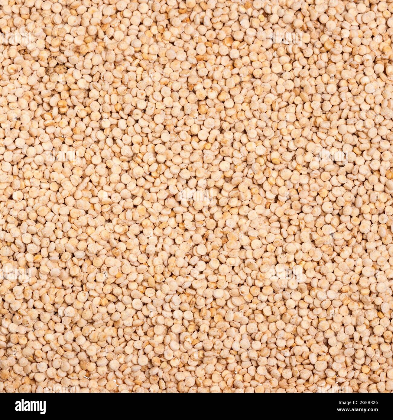 Dry organic quinoa seeds - Chenopodium quinoa Stock Photo - Alamy