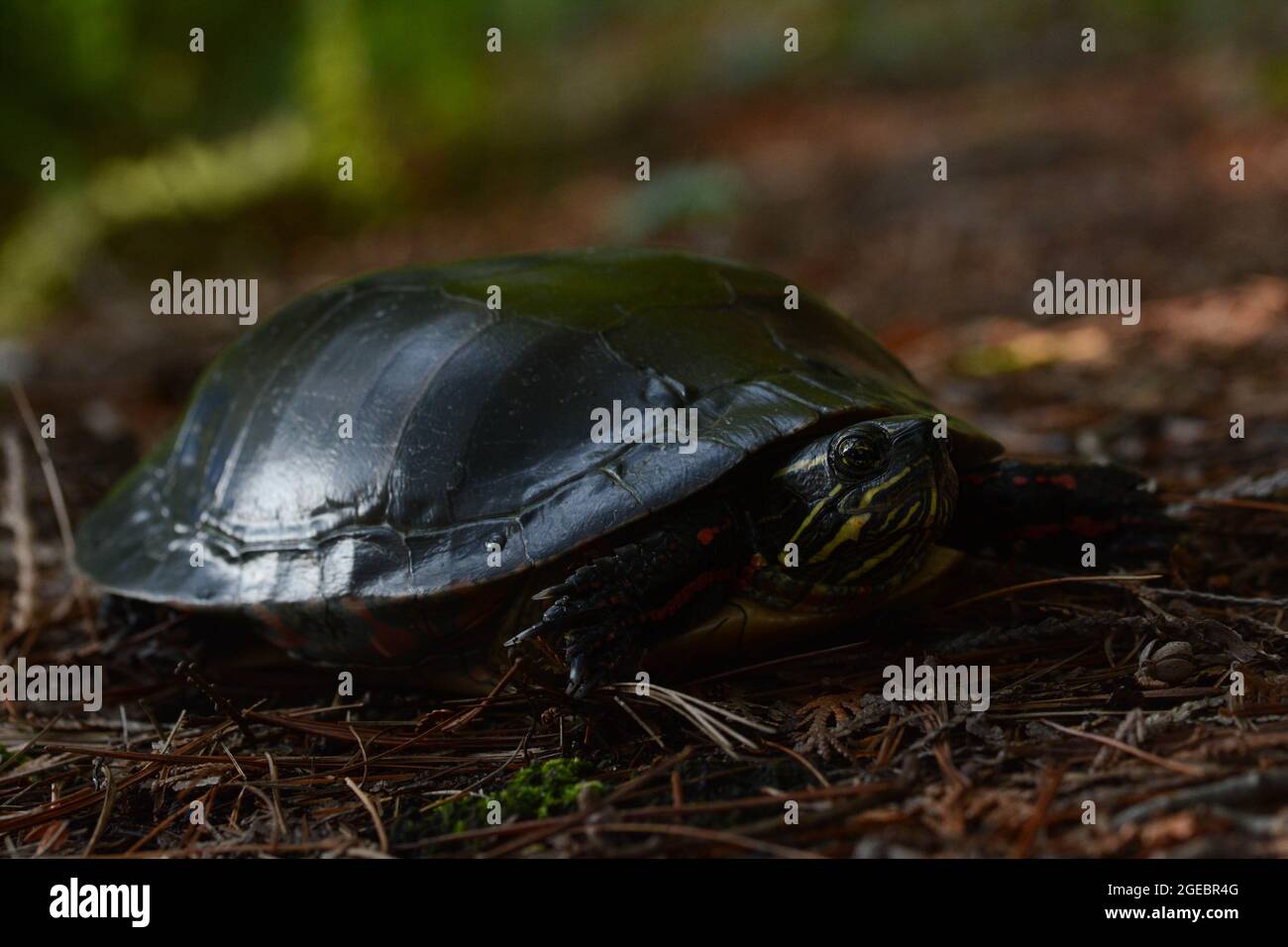 Midland Painted Turtle (Chrysemys picta marginata) from Leelanau County ...