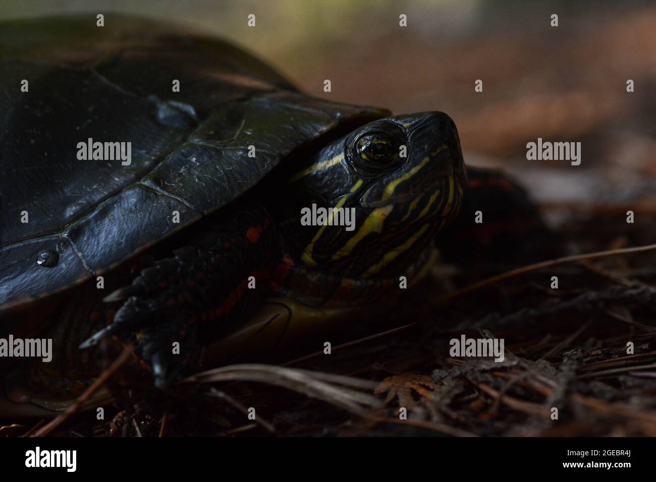 Midland Painted Turtle (Chrysemys picta marginata) from Leelanau County ...
