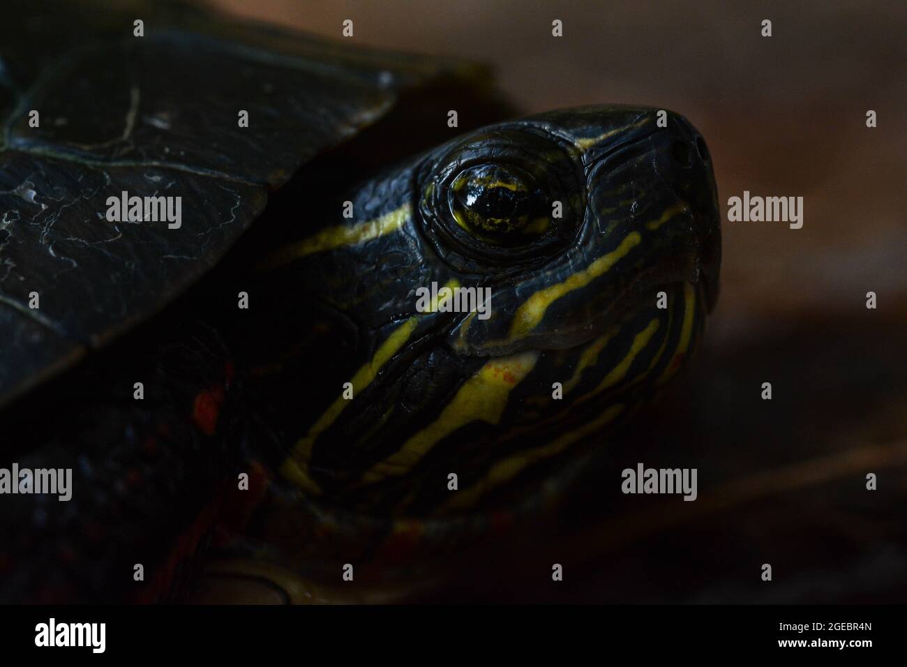 Midland Painted Turtle (Chrysemys picta marginata) from Leelanau County ...