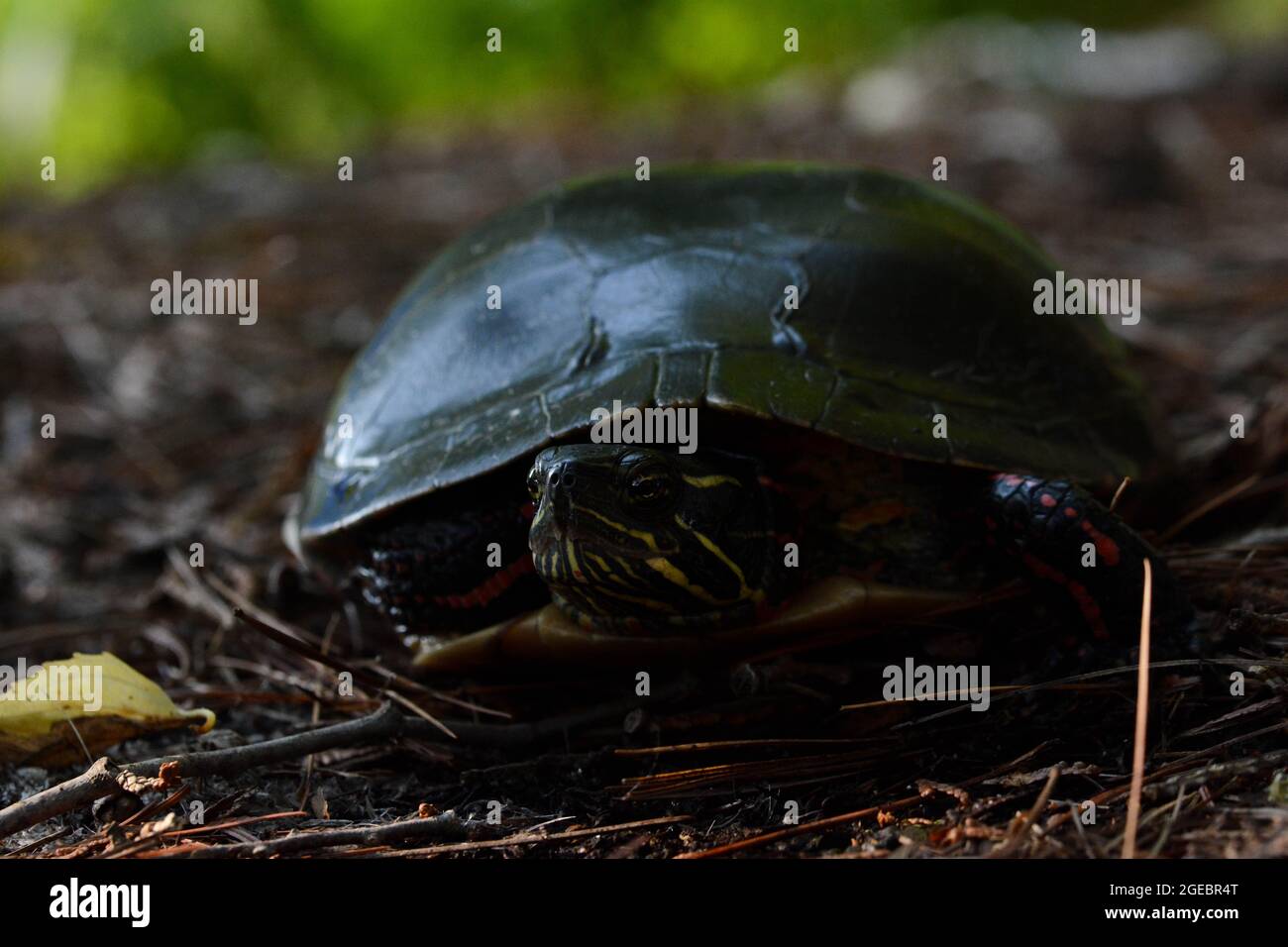 Midland Painted Turtle (Chrysemys picta marginata) from Leelanau County ...