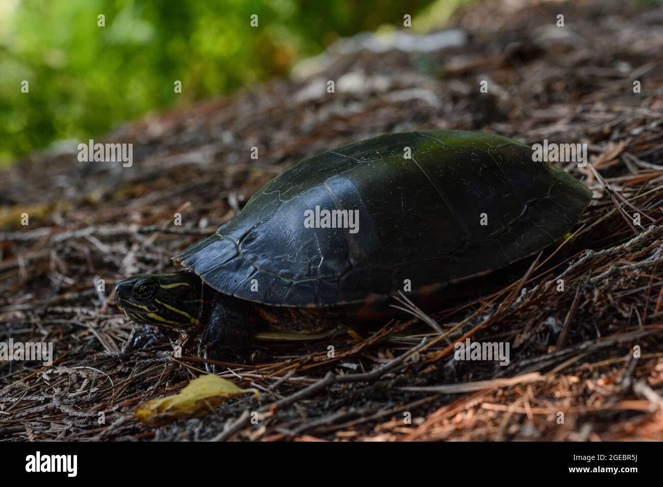 Midland painted turtle hi-res stock photography and images - Alamy