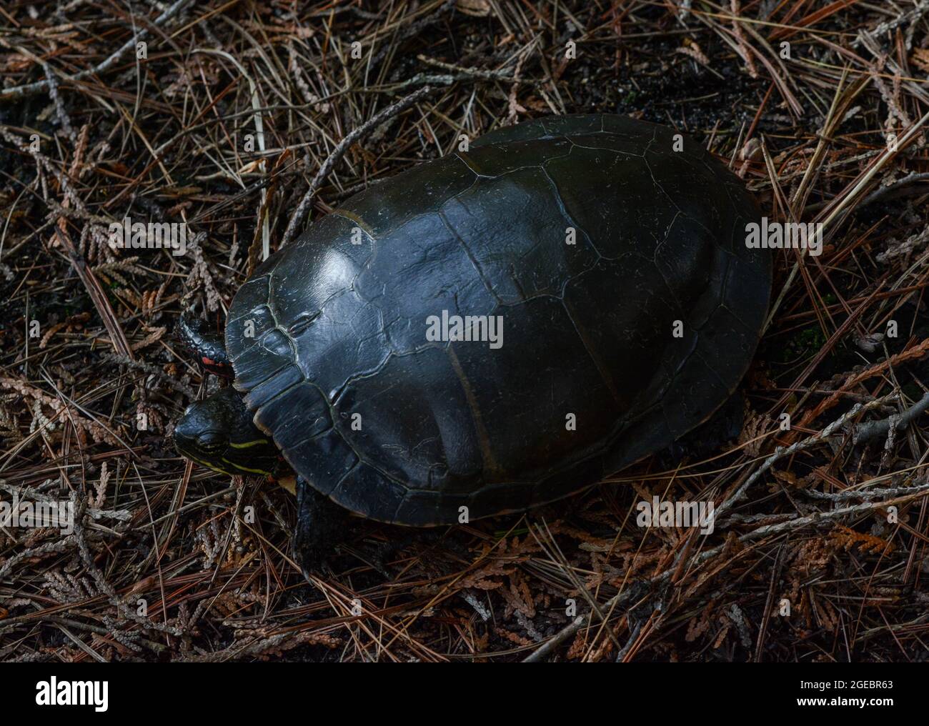 Midland Painted Turtle (Chrysemys picta marginata) from Leelanau County ...