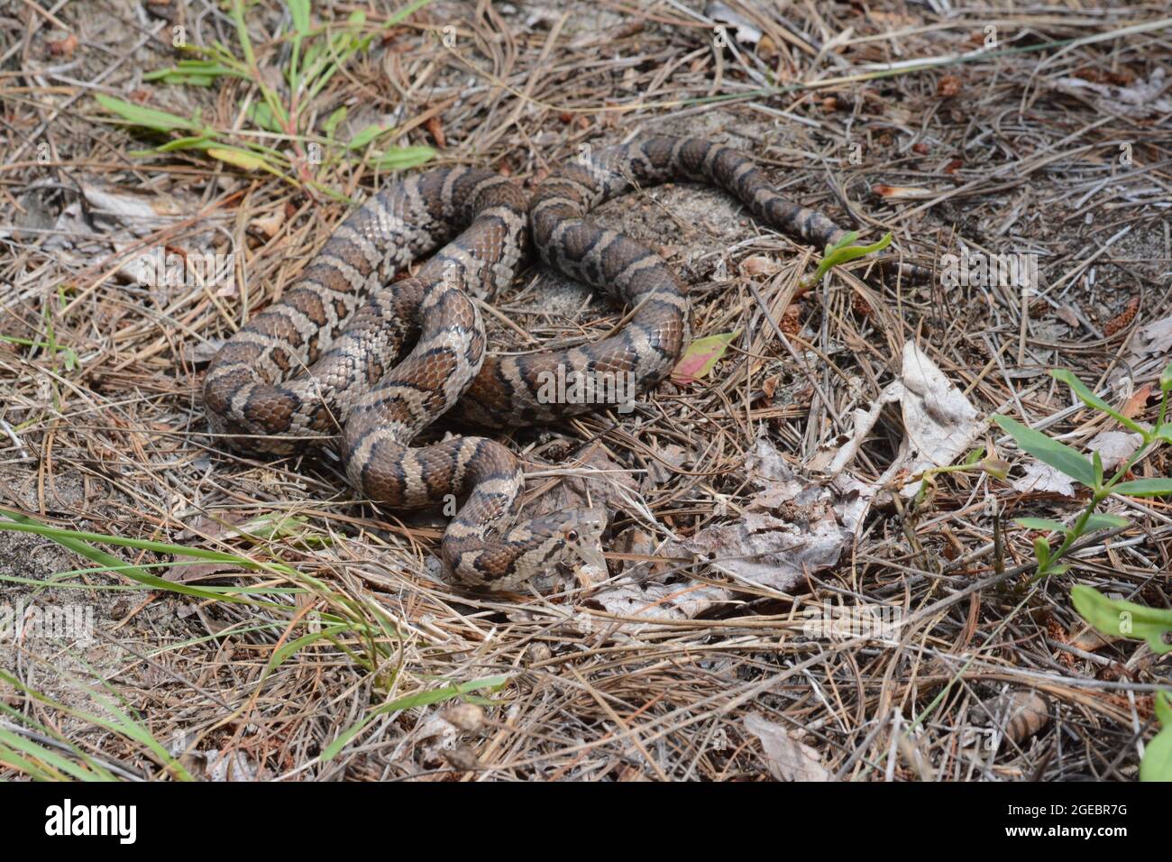 Eastern Milksnake (Lampropeltis triangulum triangulum) from Leelanau ...