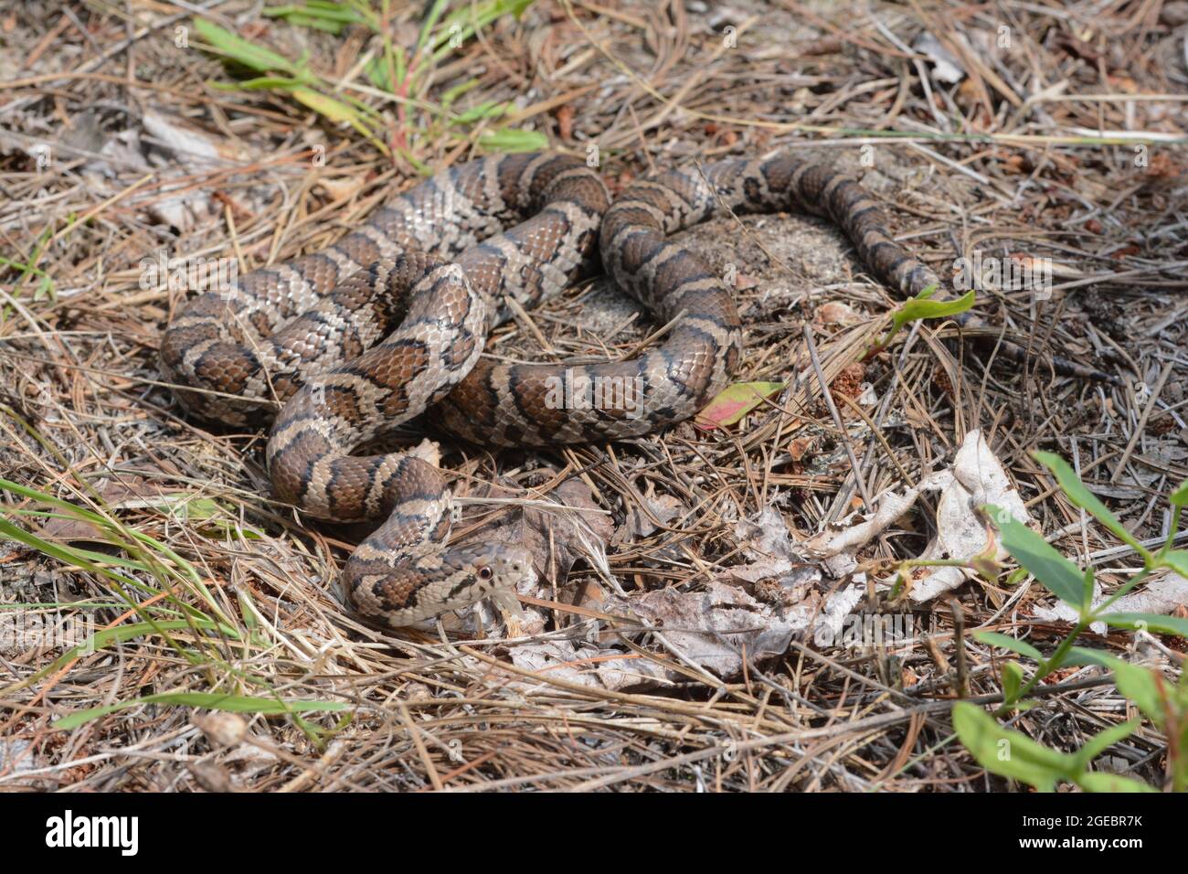 Eastern Milksnake (Lampropeltis triangulum triangulum) from Leelanau ...