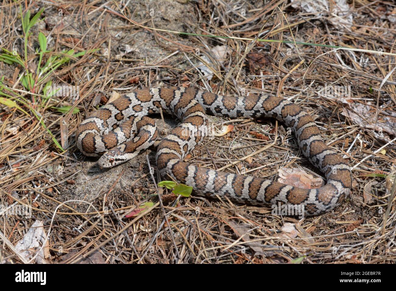 Eastern Milksnake (Lampropeltis triangulum triangulum) from Leelanau ...