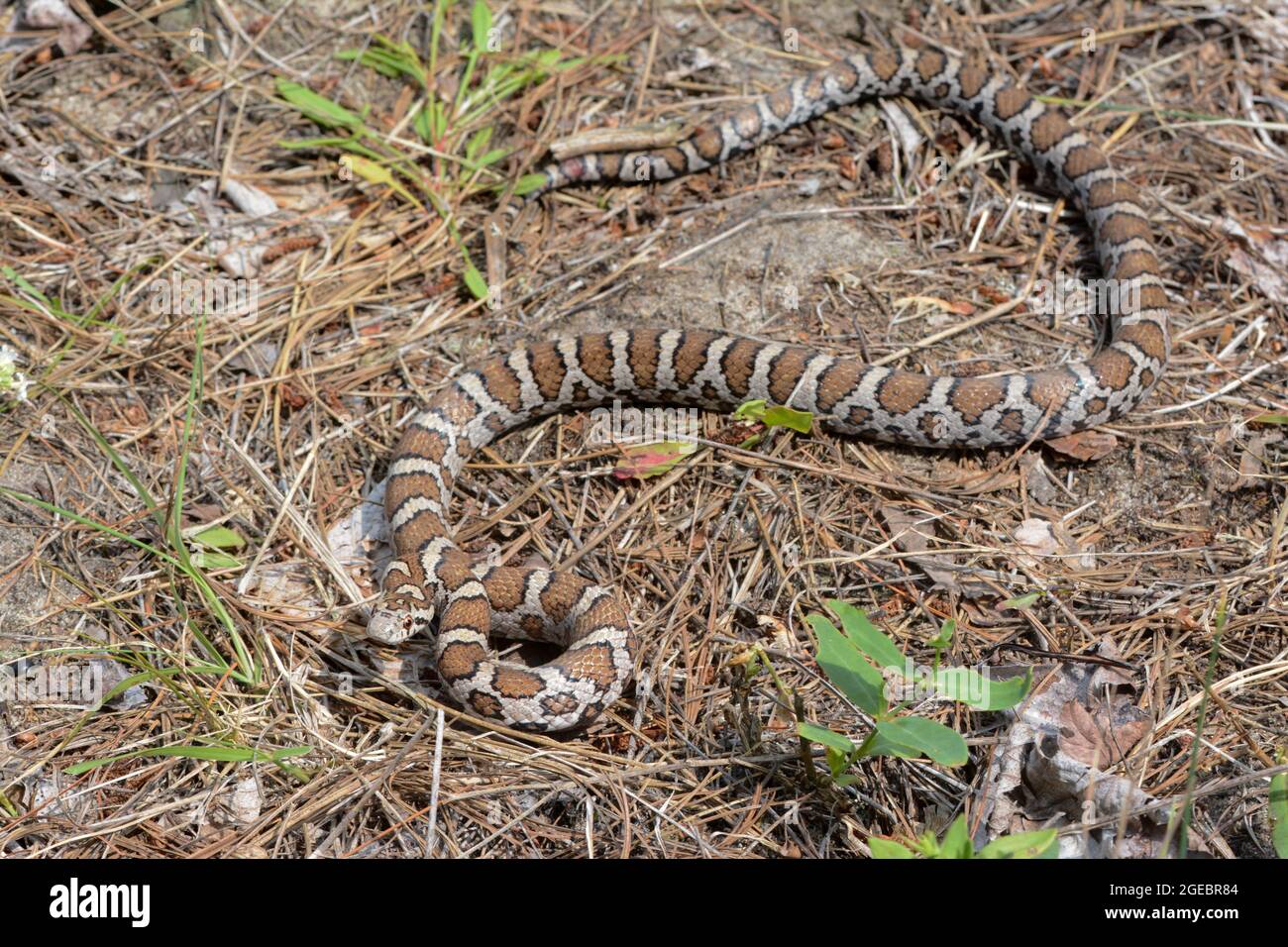 Eastern Milksnake (Lampropeltis triangulum triangulum) from Leelanau ...