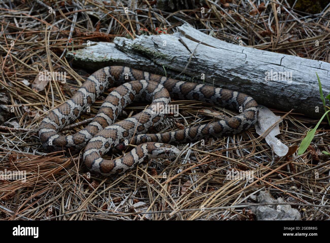 Eastern Milksnake (Lampropeltis triangulum triangulum) from Leelanau ...