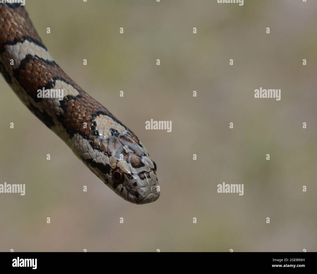 Eastern Milksnake (Lampropeltis triangulum triangulum) from Leelanau ...