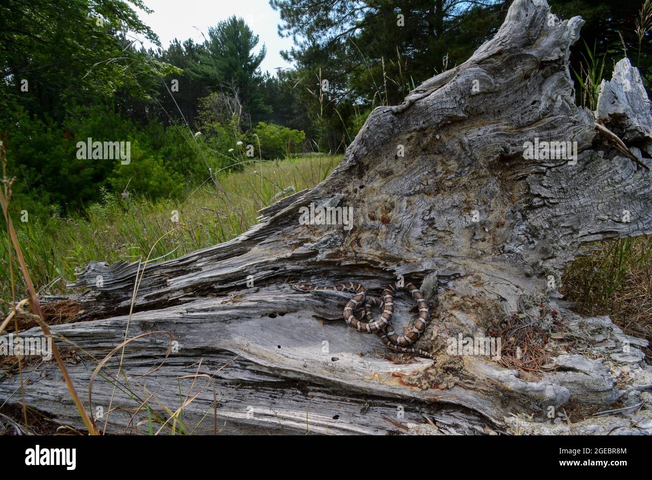 Eastern Milksnake (Lampropeltis triangulum triangulum) from Leelanau ...