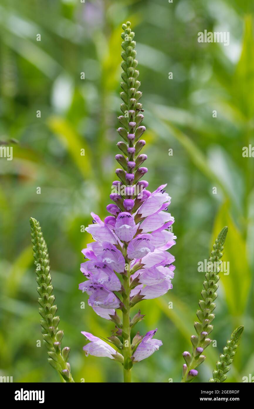 Linaria Purpurea
