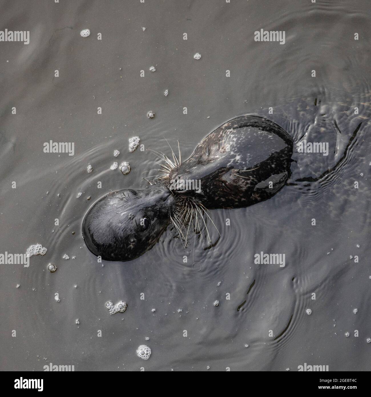 Common seals, mother and pup interacting, Aberdeen, Scotland Stock ...