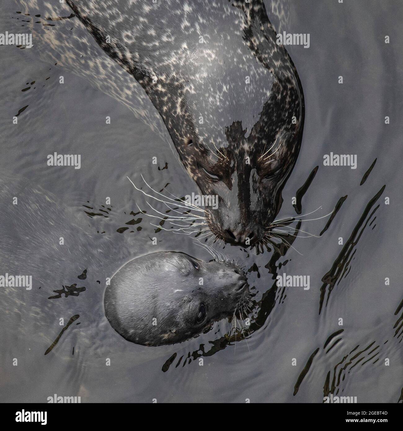 Common seals, mother and pup interacting, Aberdeen, Scotland Stock ...