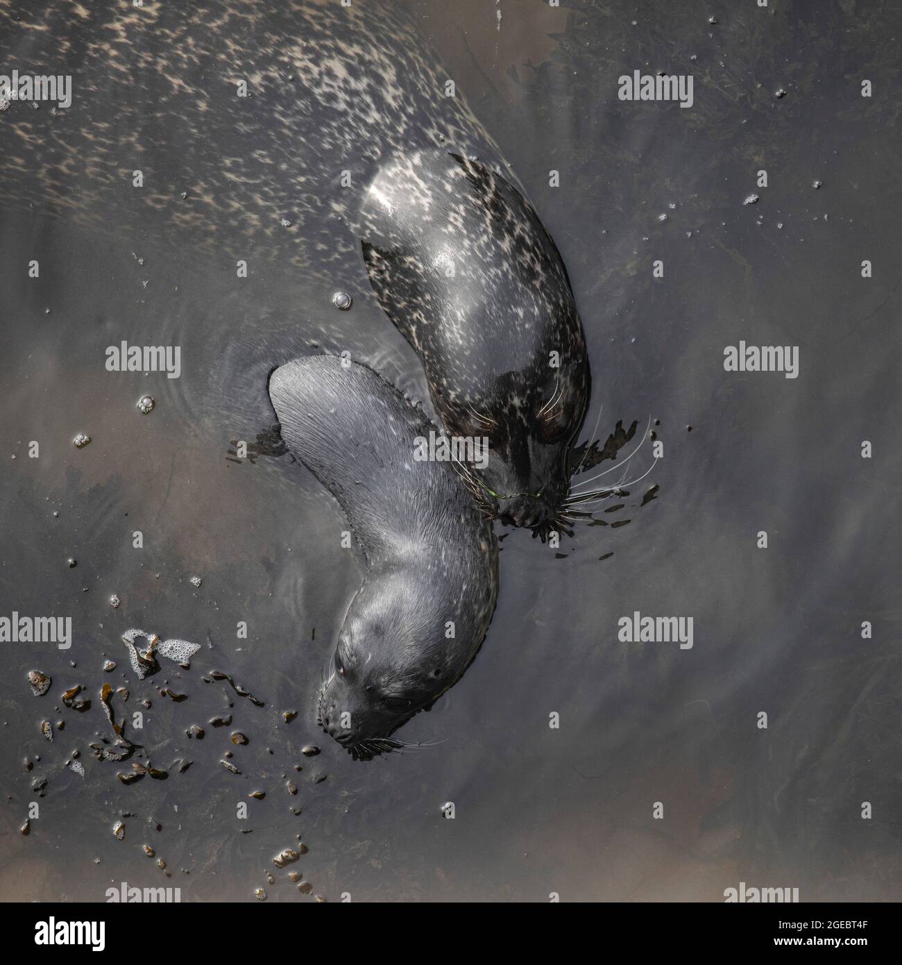 Common seals, mother and pup interacting, Aberdeen, Scotland Stock ...