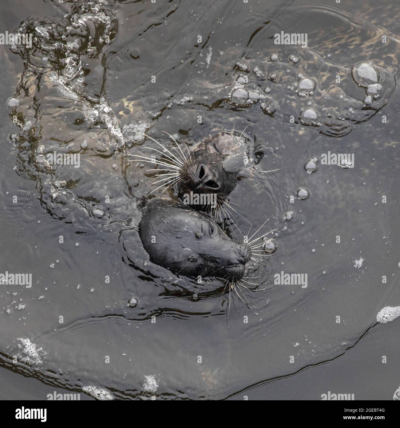 Common seals, mother and pup interacting, Aberdeen, Scotland Stock ...