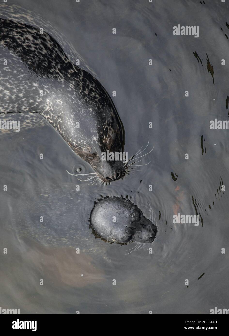 Common seals, mother and pup interacting, Aberdeen, Scotland Stock ...