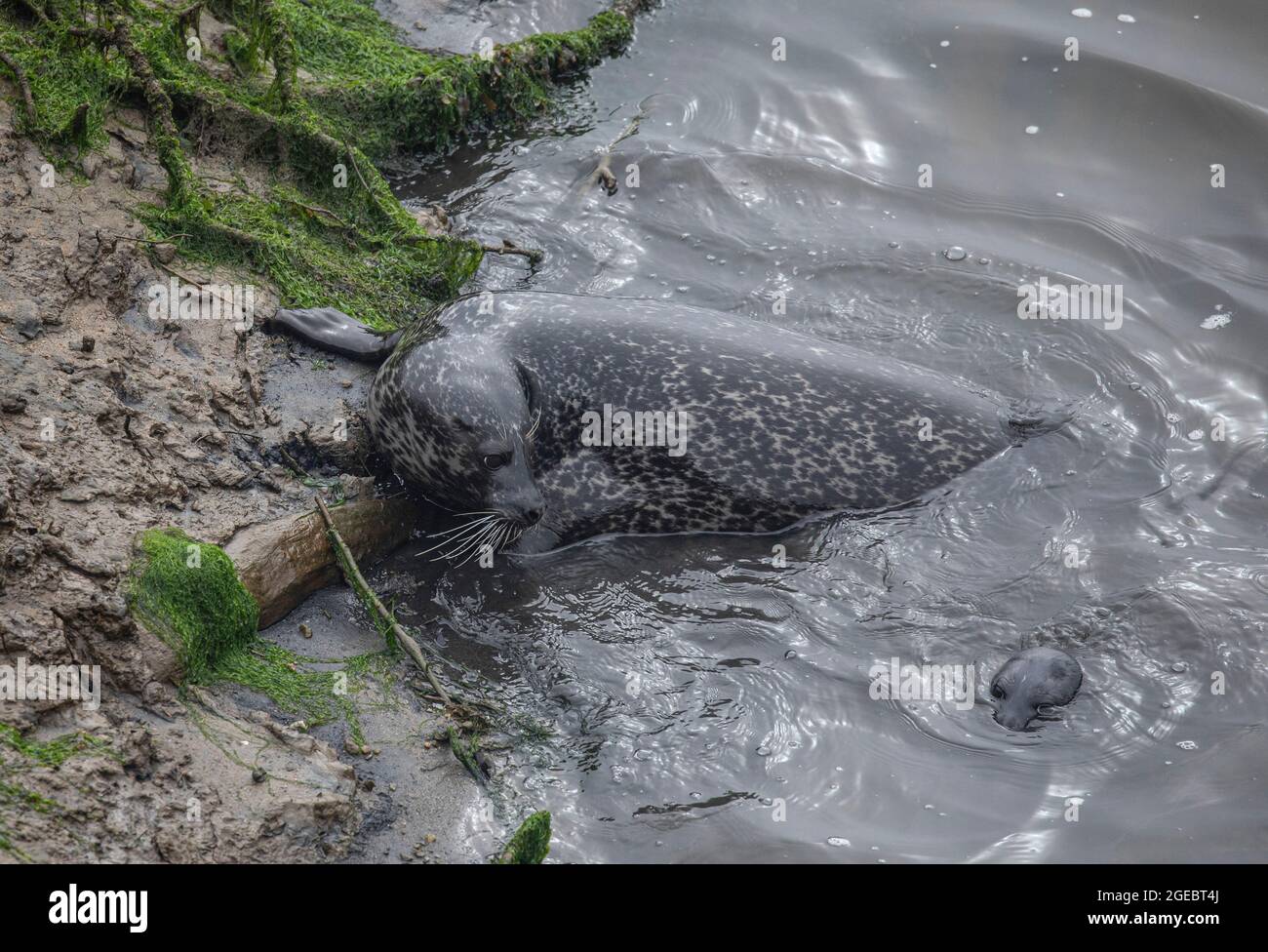 Common seals, mother and pup interacting, Aberdeen, Scotland Stock ...