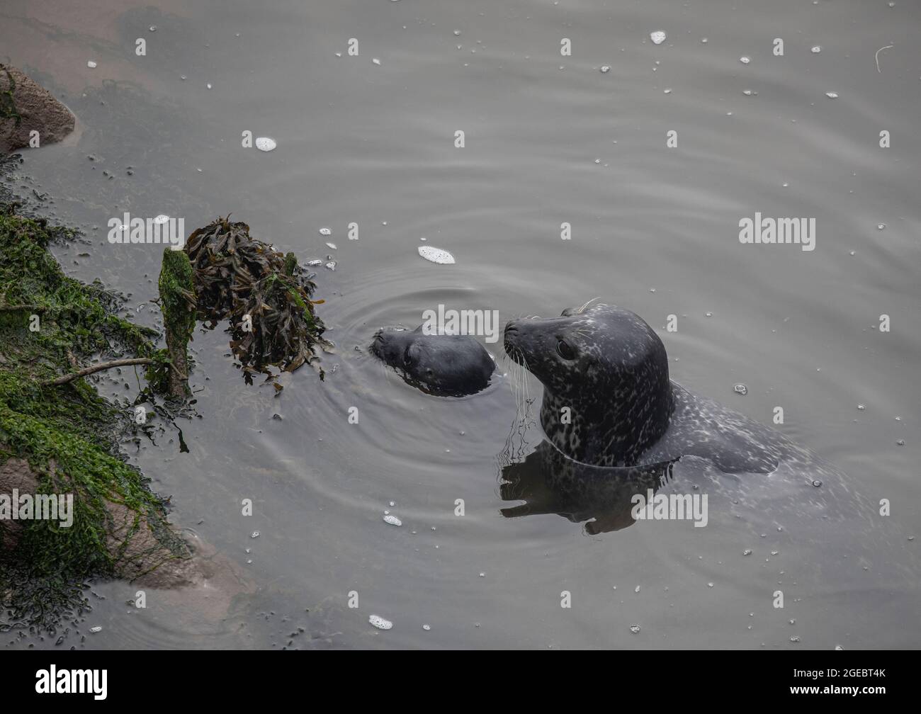 Common seals, mother and pup interacting, Aberdeen, Scotland Stock ...