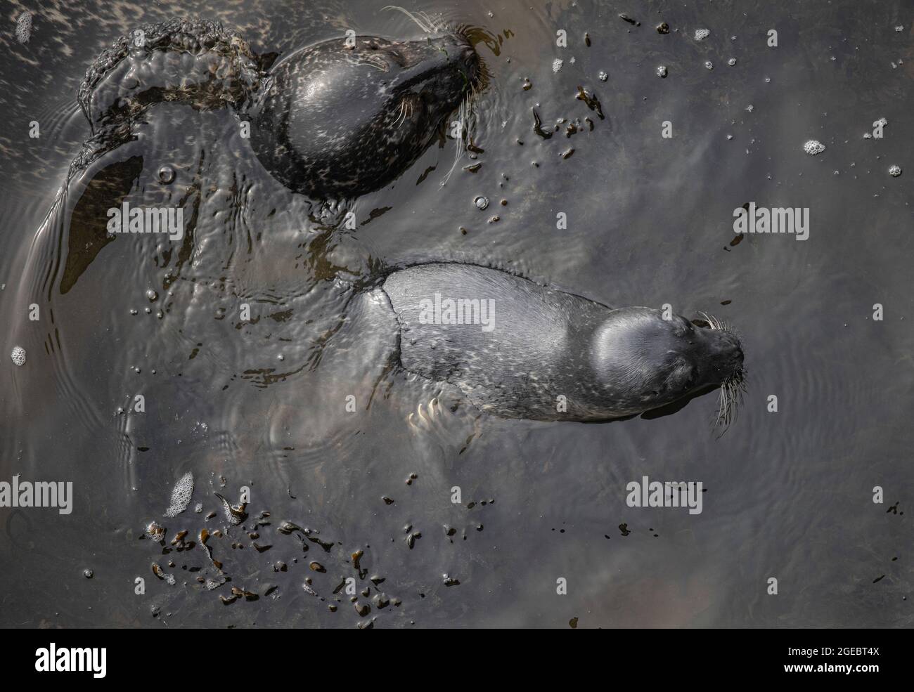 Common seals, mother and pup interacting, Aberdeen, Scotland Stock ...