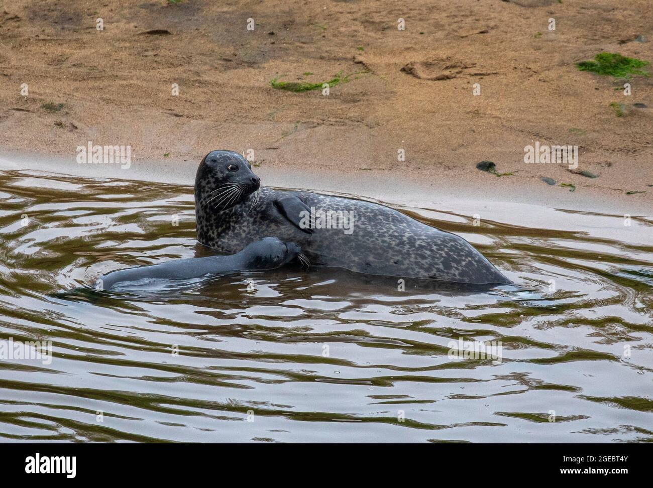 Common seals, mother and pup interacting, Aberdeen, Scotland Stock ...
