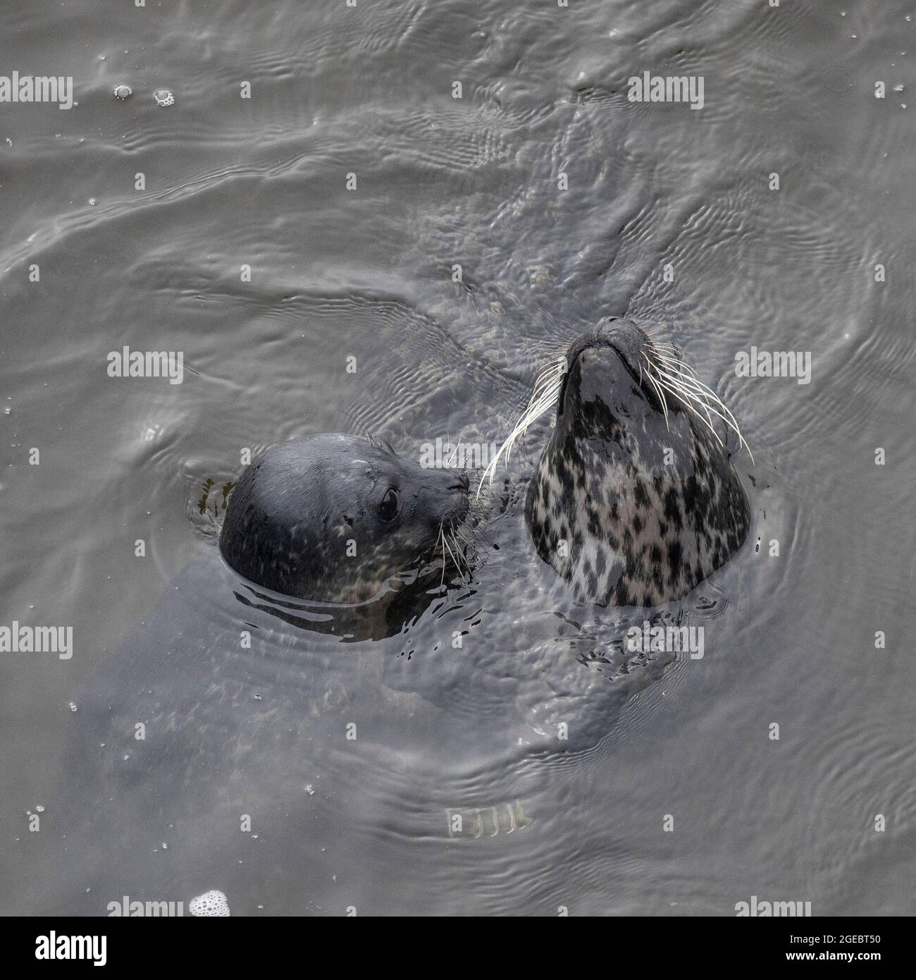 Common seals, mother and pup interacting, Aberdeen, Scotland Stock ...