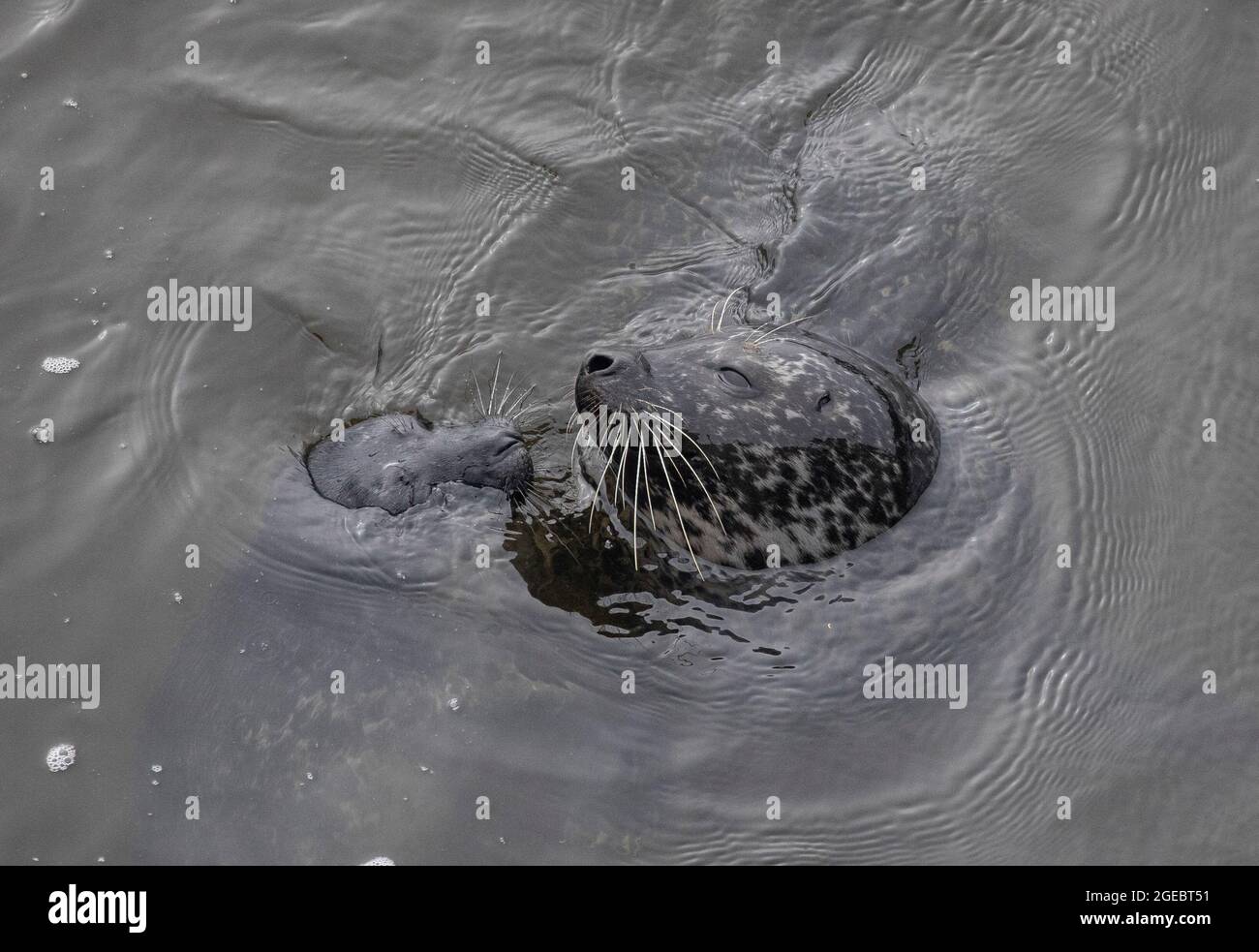 Common seals, mother and pup interacting, Aberdeen, Scotland Stock ...