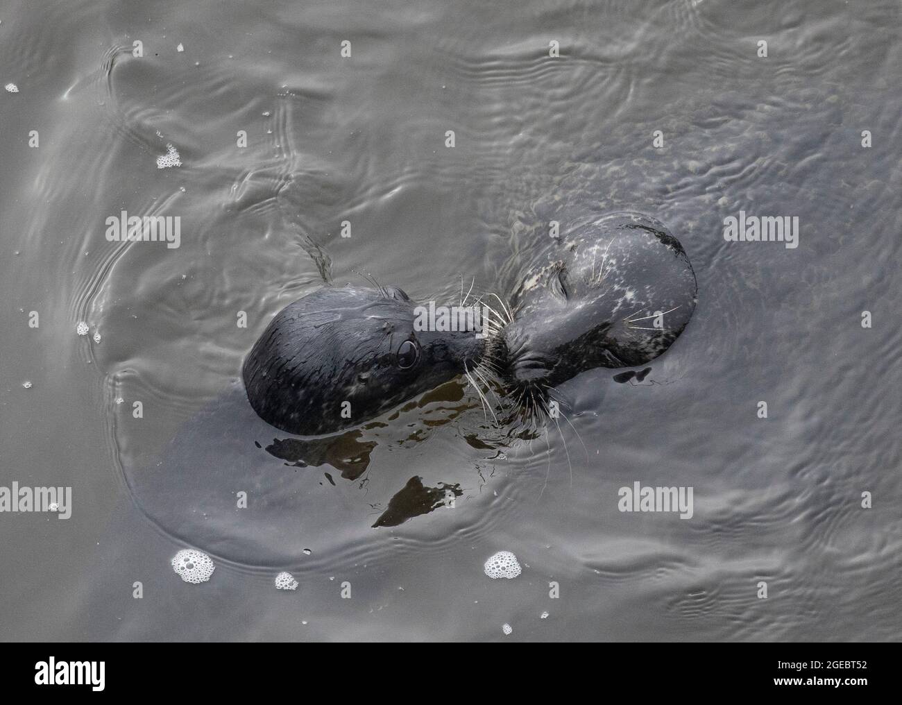 Common seals, mother and pup interacting, Aberdeen, Scotland Stock ...