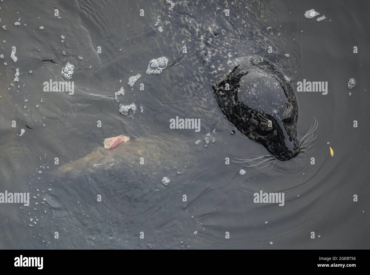 Common seals, mother and pup interacting, Aberdeen, Scotland Stock ...