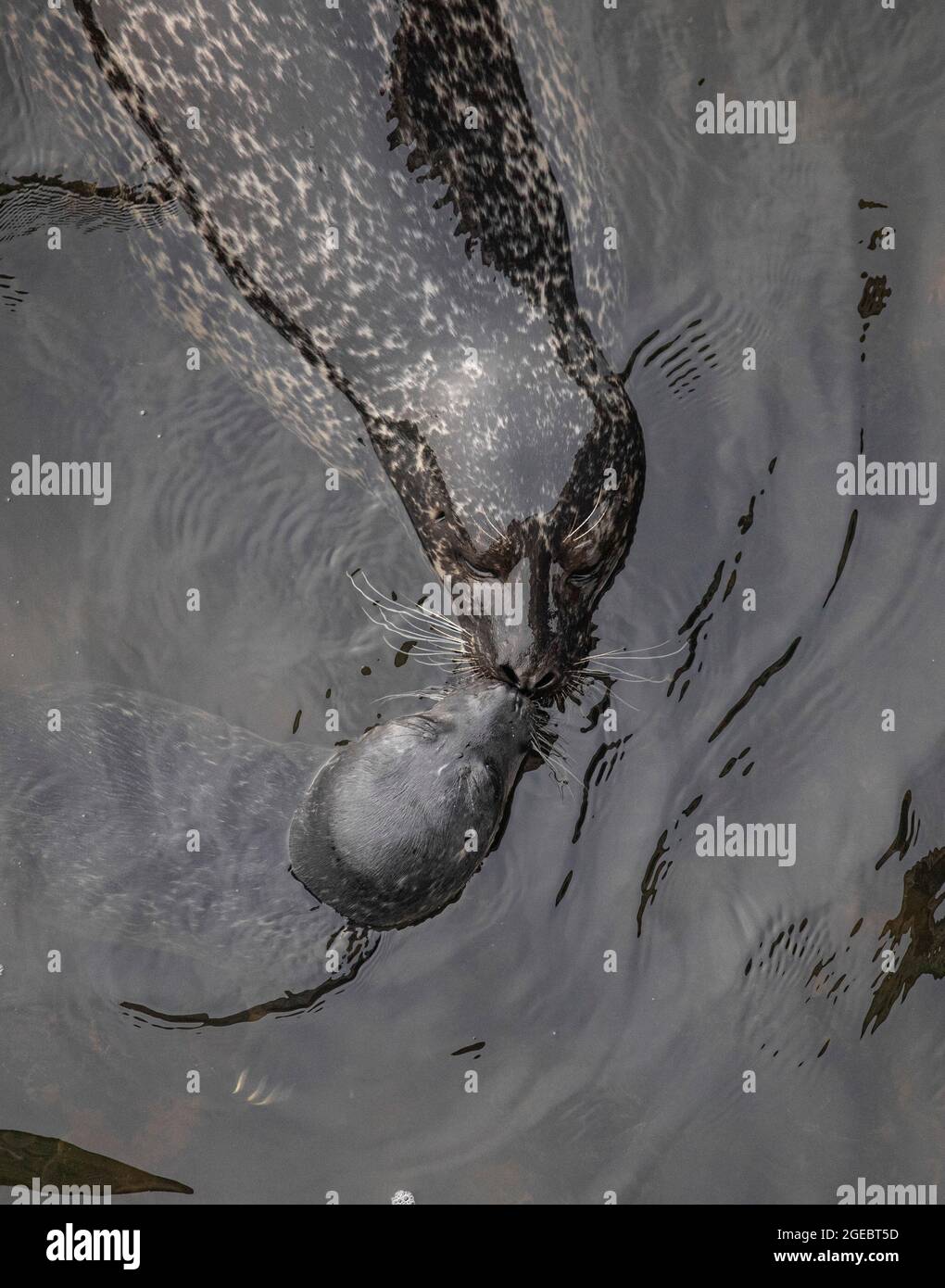 Common seals, mother and pup interacting, Aberdeen, Scotland Stock ...