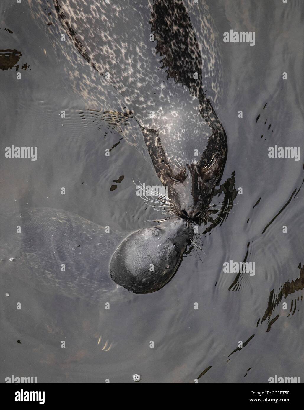 Common seals, mother and pup interacting, Aberdeen, Scotland Stock ...