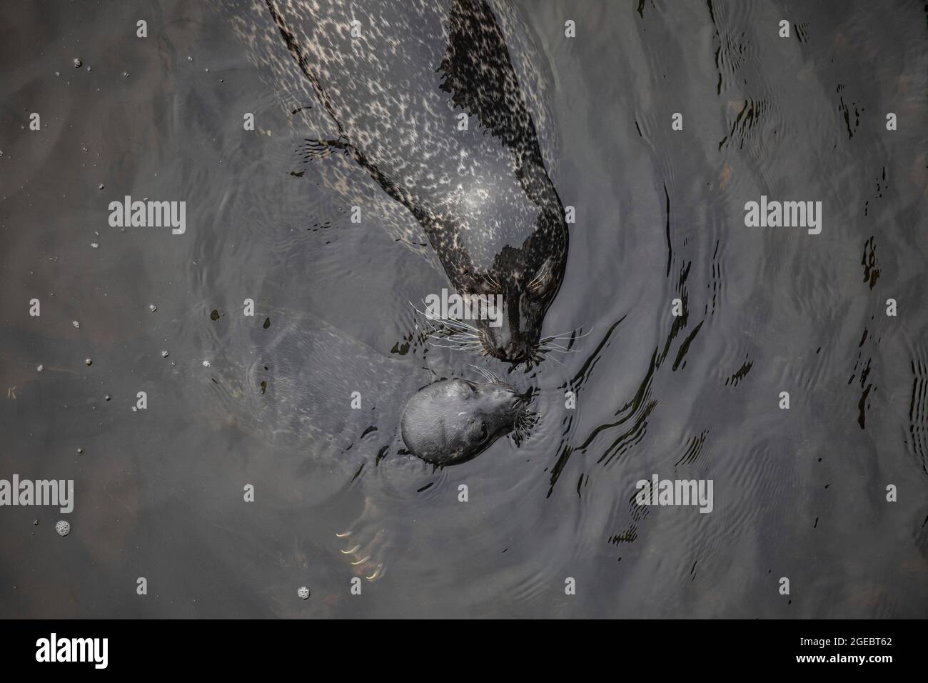 Common seals, mother and pup interacting, Aberdeen, Scotland Stock ...