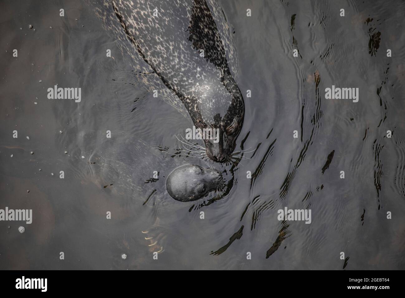 Common seals, mother and pup interacting, Aberdeen, Scotland Stock ...