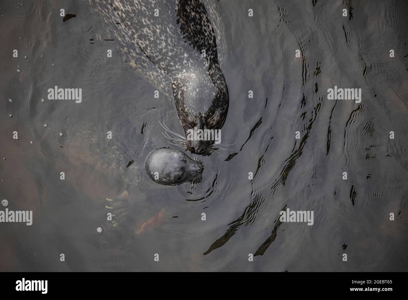 Common seals, mother and pup interacting, Aberdeen, Scotland Stock ...