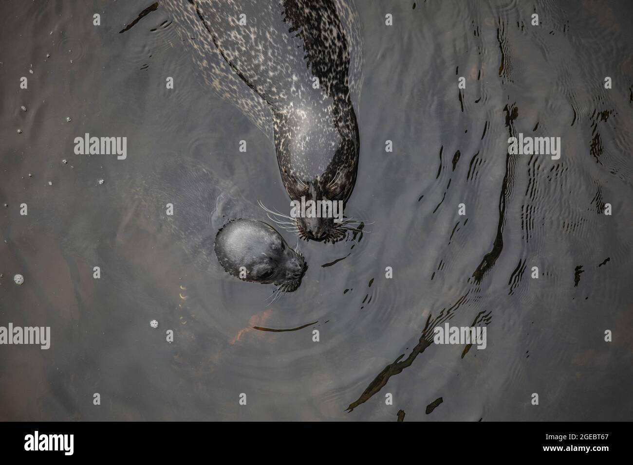 Common seals, mother and pup interacting, Aberdeen, Scotland Stock ...