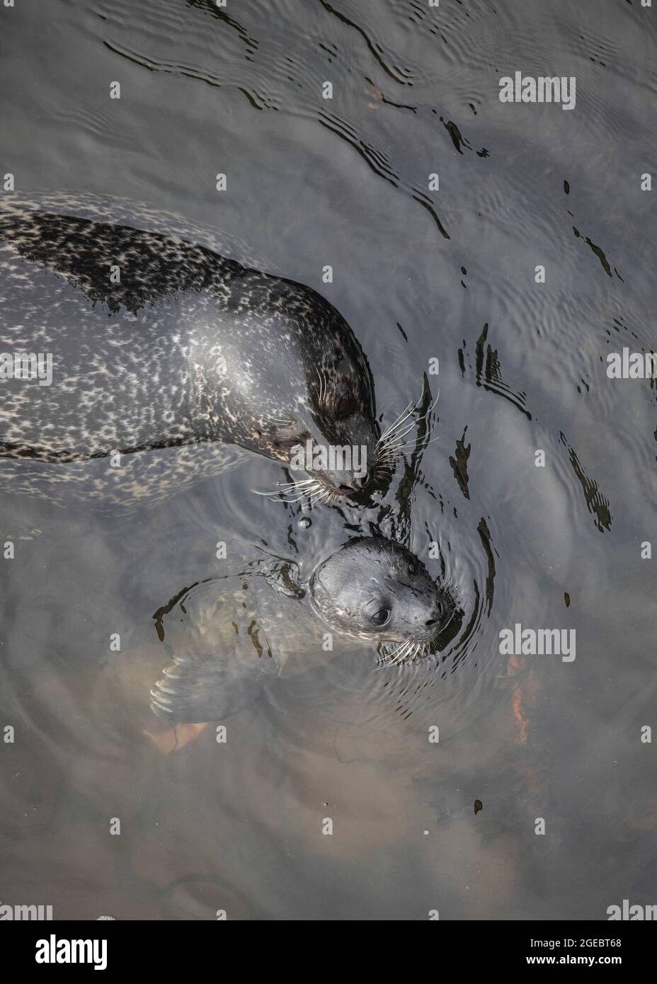 Common seals, mother and pup interacting, Aberdeen, Scotland Stock ...