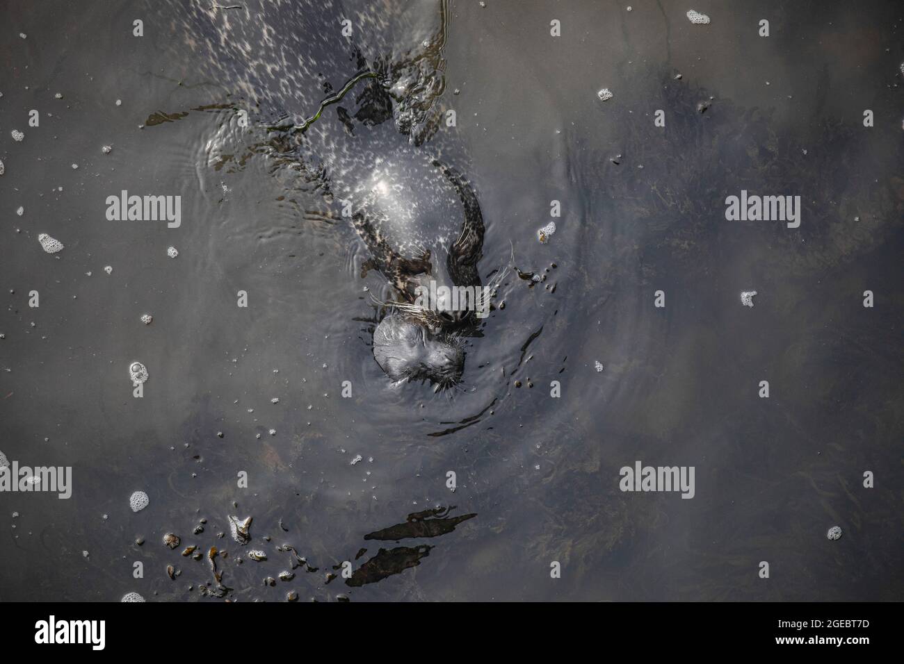 Common seals, mother and pup interacting, Aberdeen, Scotland Stock ...
