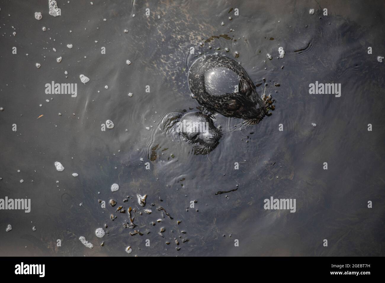 Common seals, mother and pup interacting, Aberdeen, Scotland Stock ...