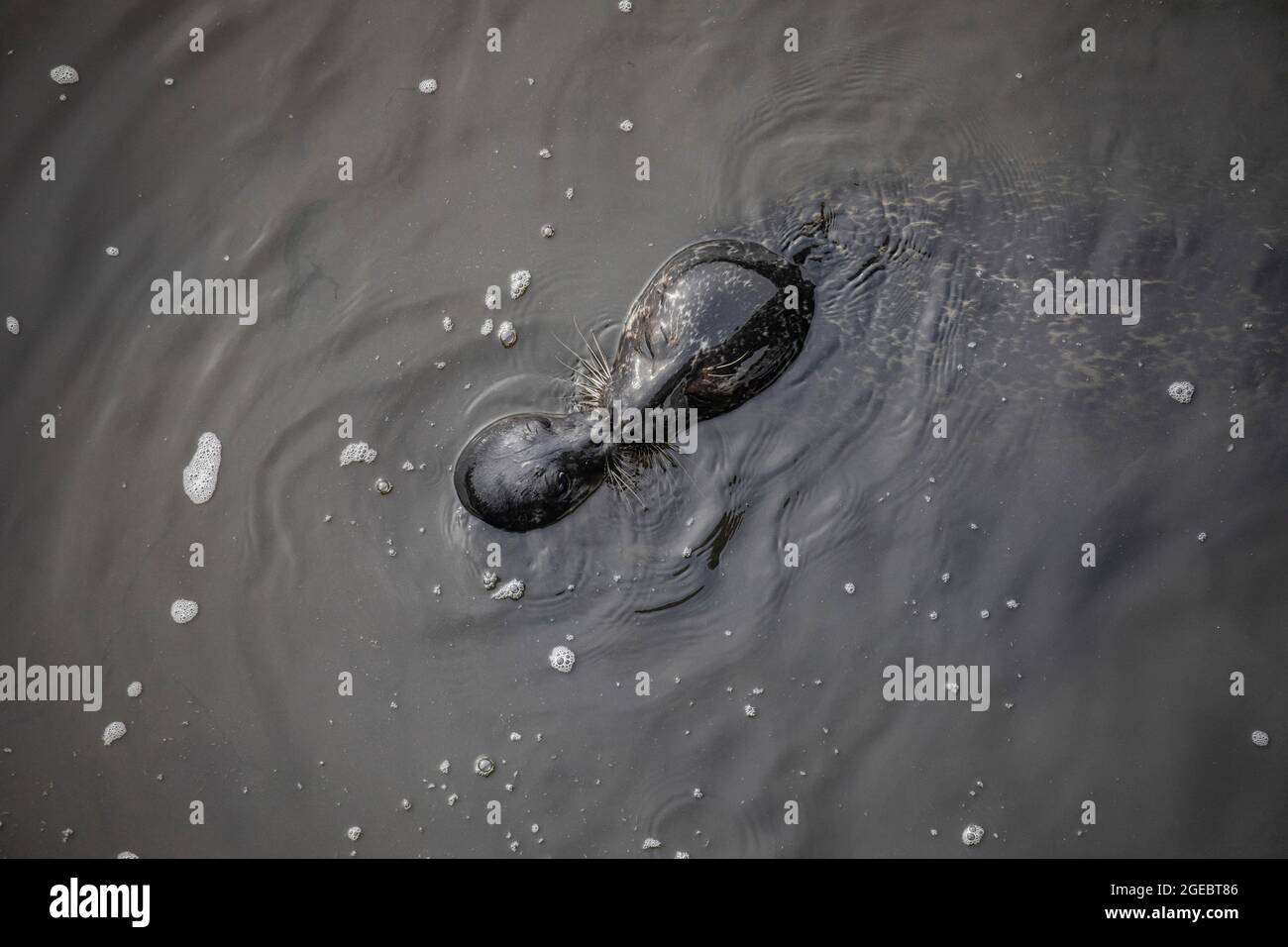 Common seals, mother and pup interacting, Aberdeen, Scotland Stock ...